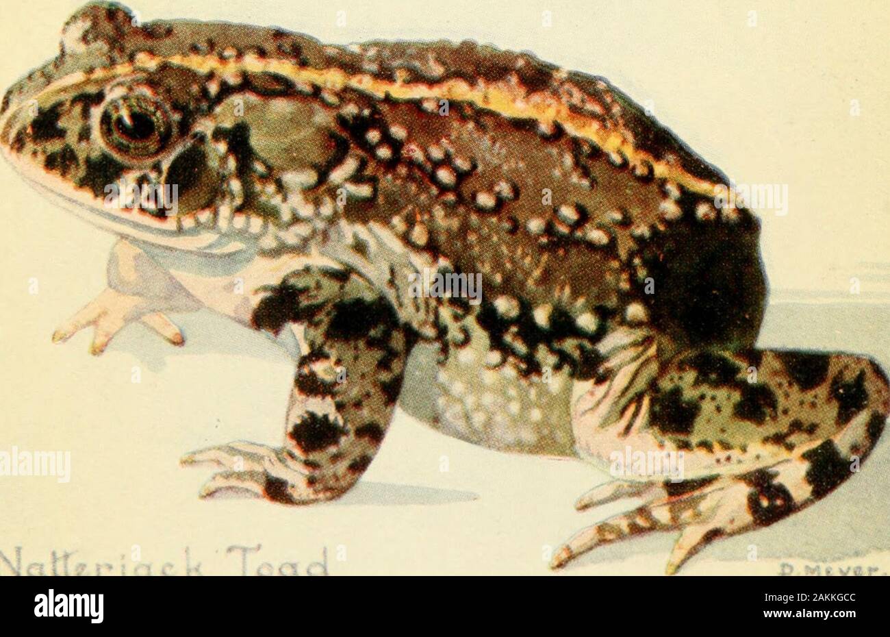 British reptiles, amphibians, and fresh-water fishes . d 85 43 4567 ...