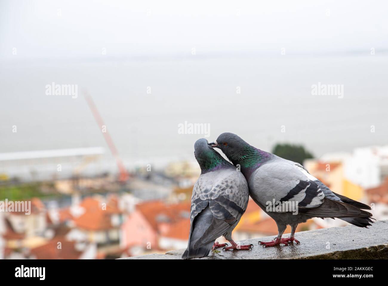 Kissing pigeons hi-res stock photography and images - Alamy