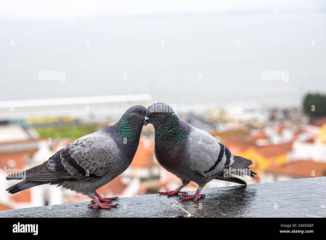 pair of pigeons flirting on the windowsill Stock Photo - Alamy
