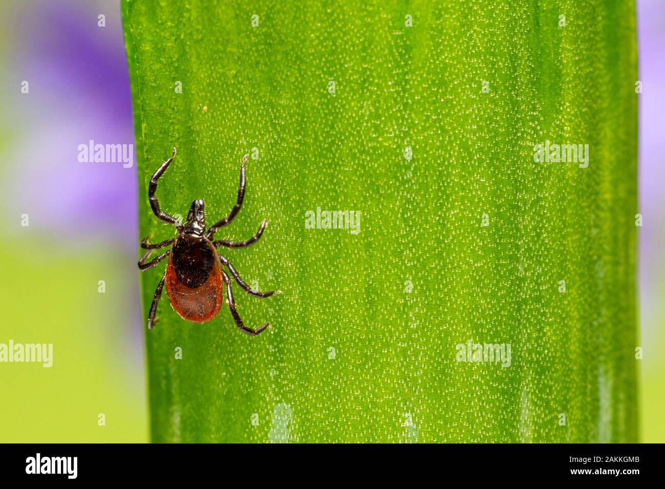 The castor bean tick (Ixodes ricinus Stock Photo - Alamy