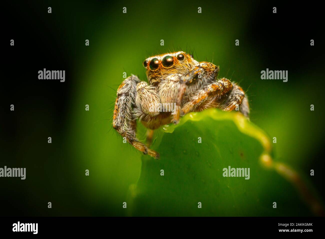 Jumping insects hi-res stock photography and images - Alamy