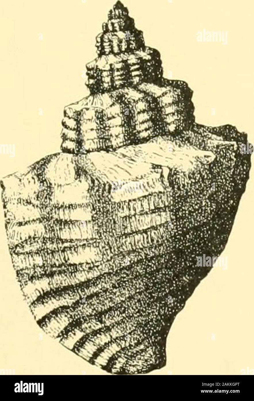 Mantle cavity hi-res stock photography and images - Alamy