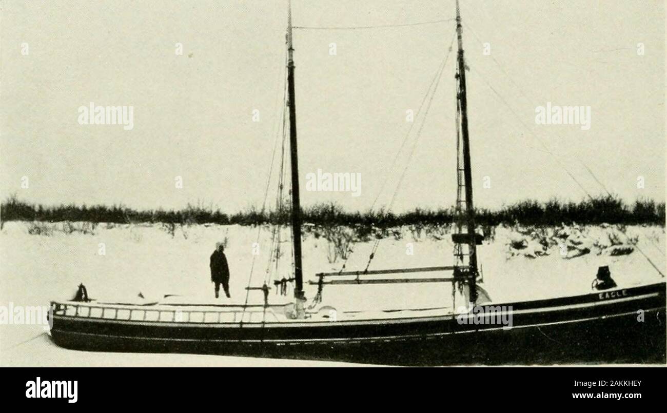 Shensi takin hi-res stock photography and images - Alamy