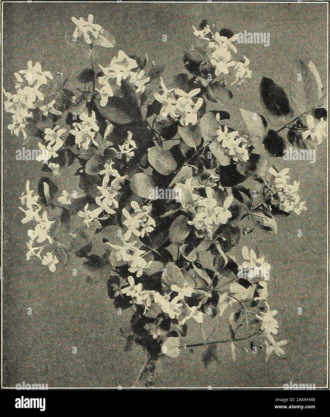 Weeping golden bell hi-res stock photography and images - Alamy