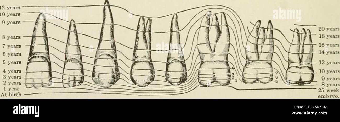 Dental papilla hi-res stock photography and images - Alamy