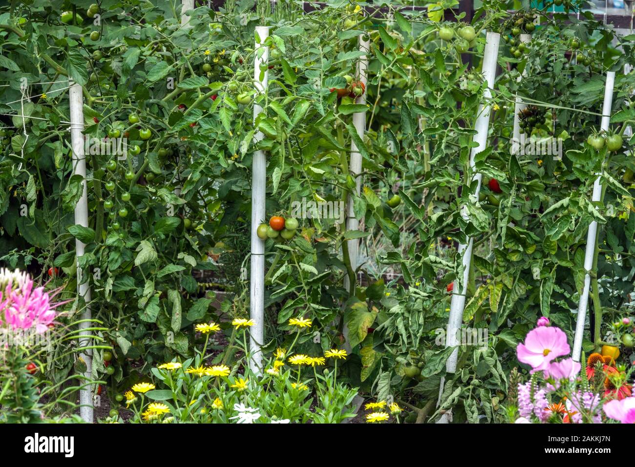 Ripening tomatoes ripe on the vine allotment garden hi-res stock ...