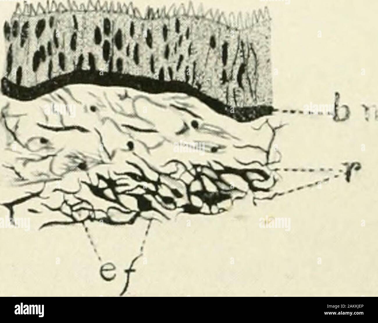 Nuchae hi-res stock photography and images - Alamy