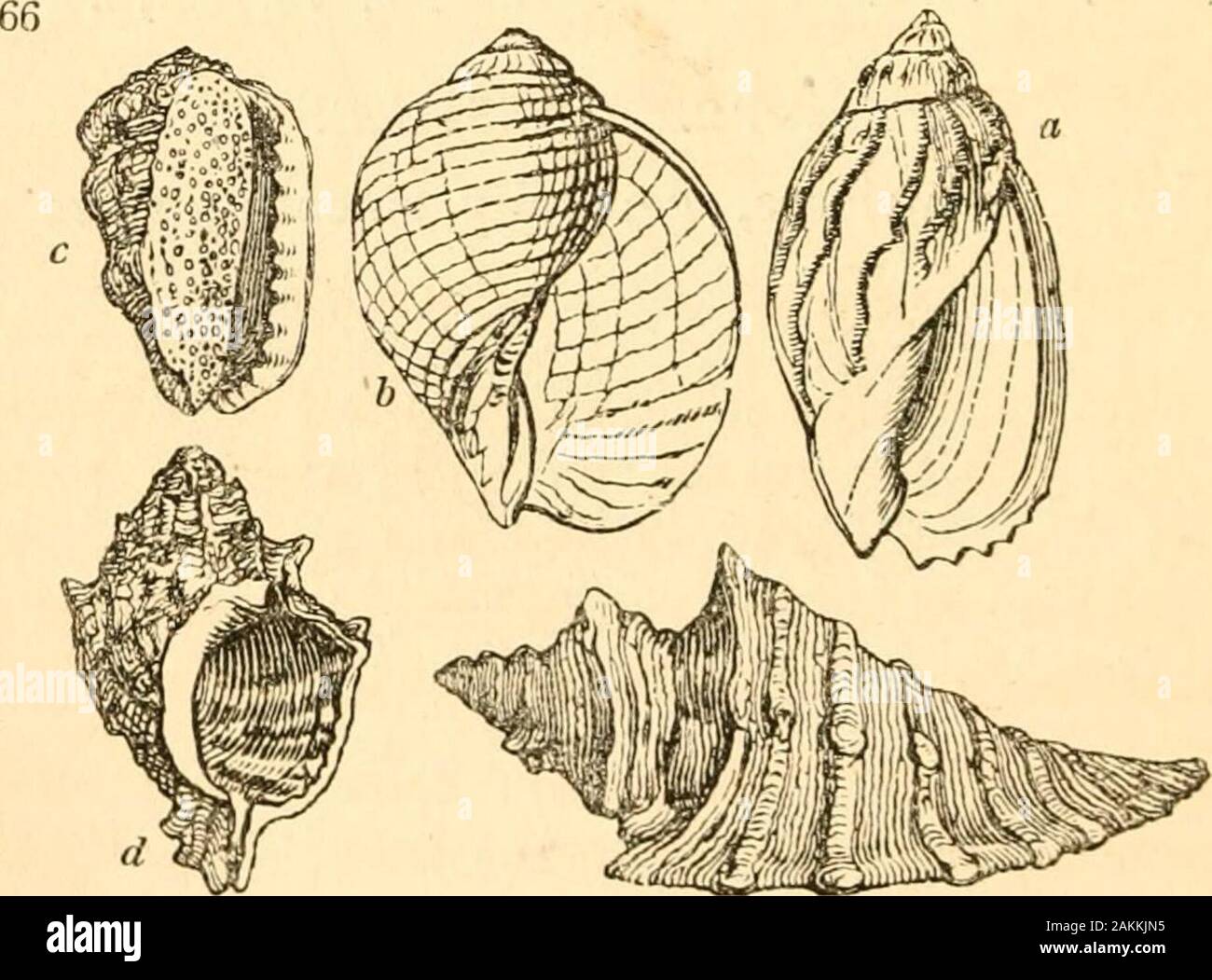 Harpa crenata shell hi-res stock photography and images - Alamy