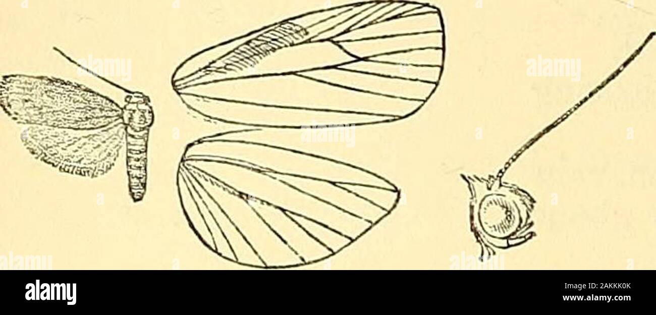 Moths . t; frons with a conical tuft. Fore wing withthe costa arched ...