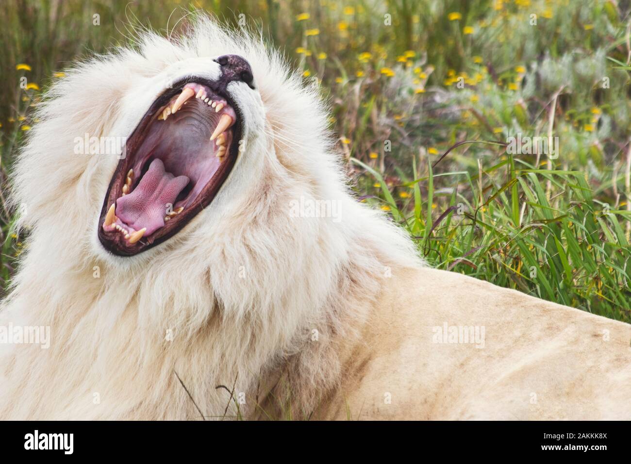White lion yawning Stock Photo - Alamy