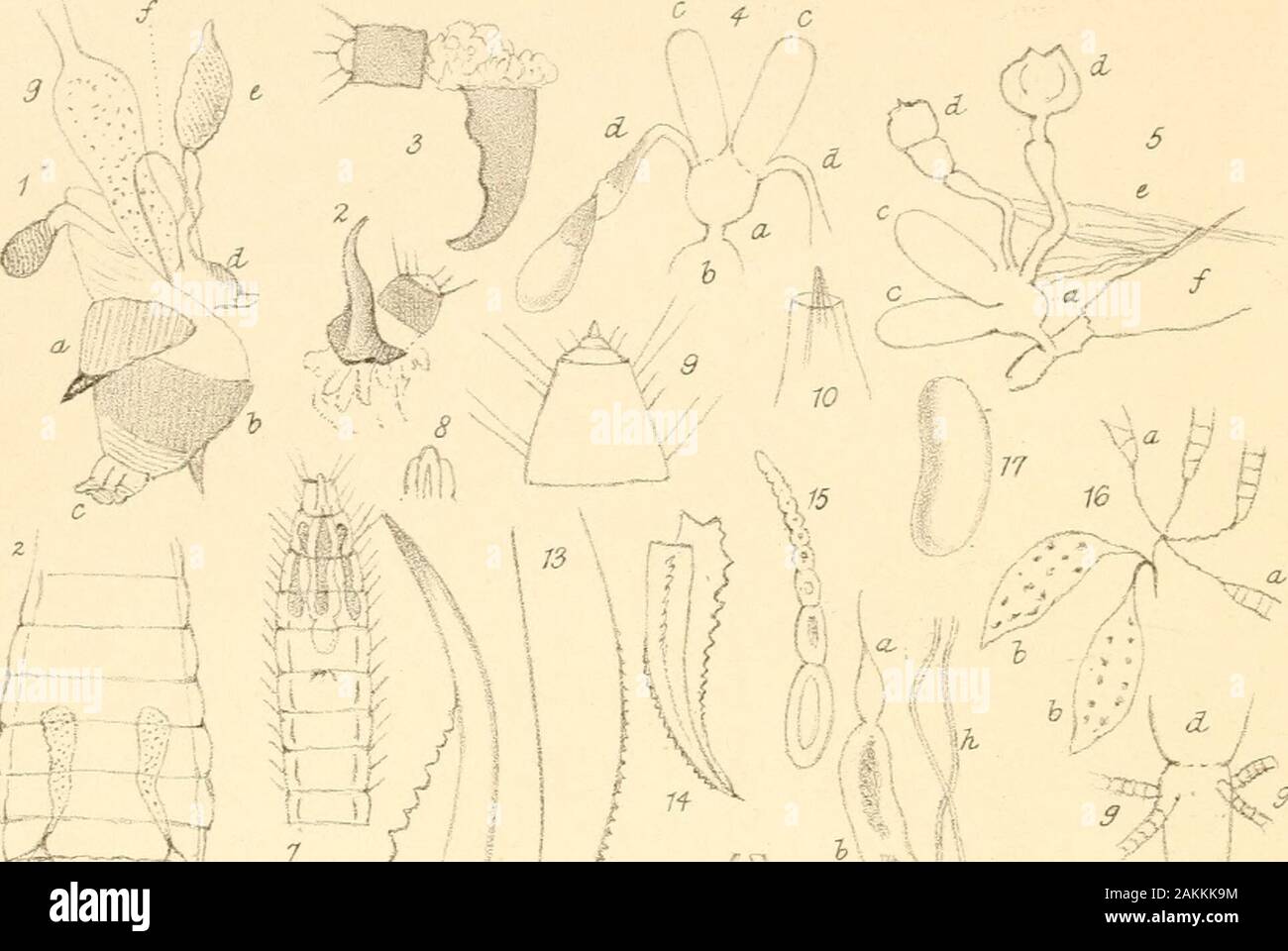 List of the specimens of homopterous insects in the collection of the ...