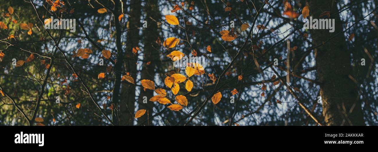 Autumn leaves on tree from below hi-res stock photography and images ...