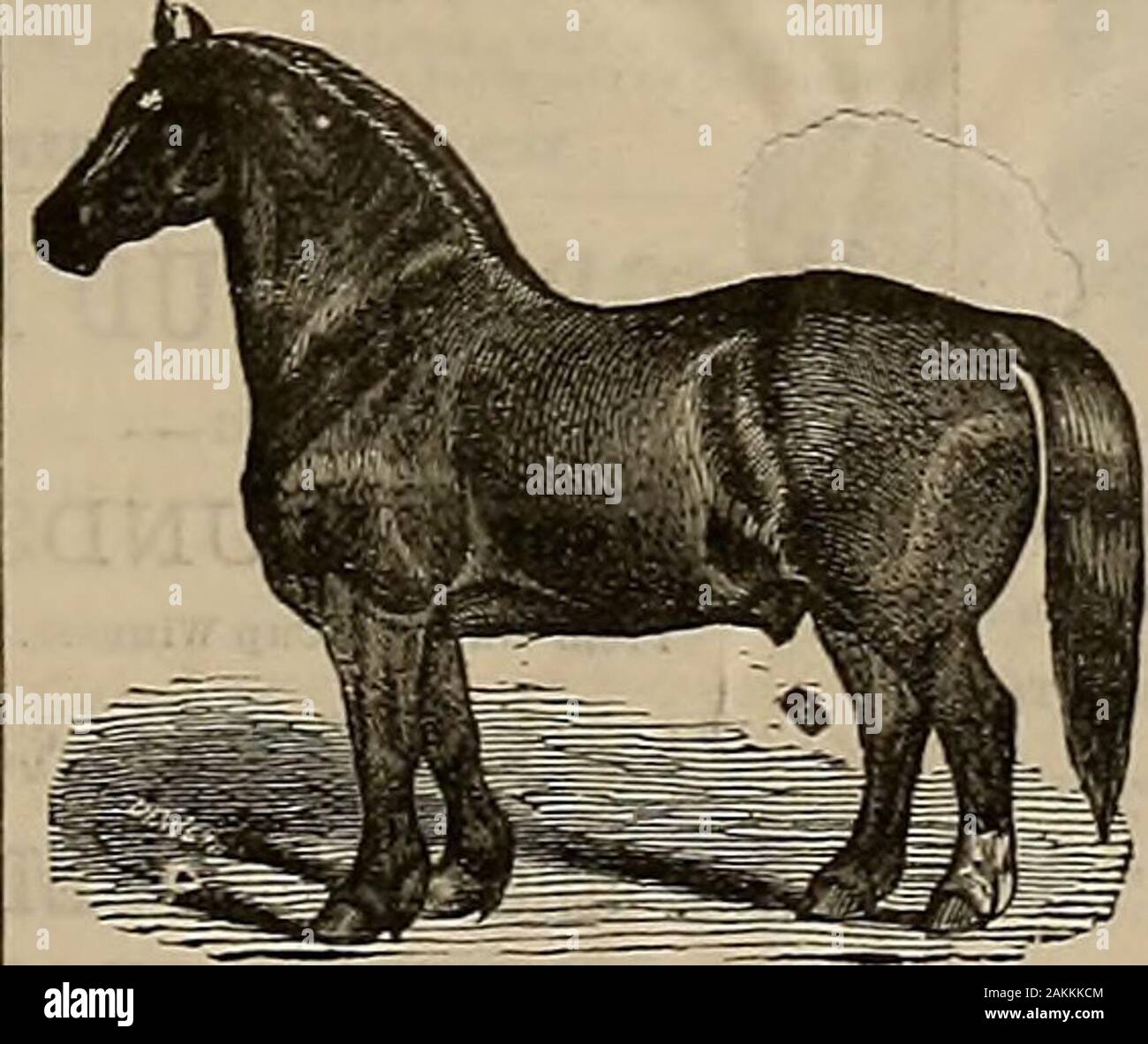 Percheron horses france hi-res stock photography and images - Alamy