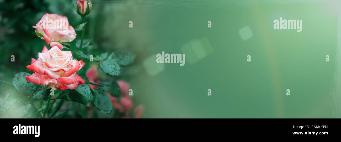 A beautiful two-tone rose grows in the garden. Close up. Sort Of ...