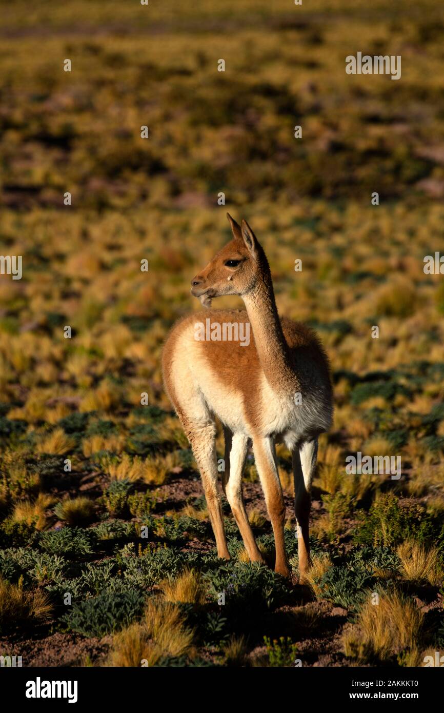 Vicuna atacama desert hi-res stock photography and images - Alamy