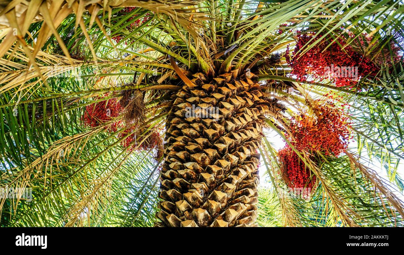 Palm tree leaves Stock Photo - Alamy