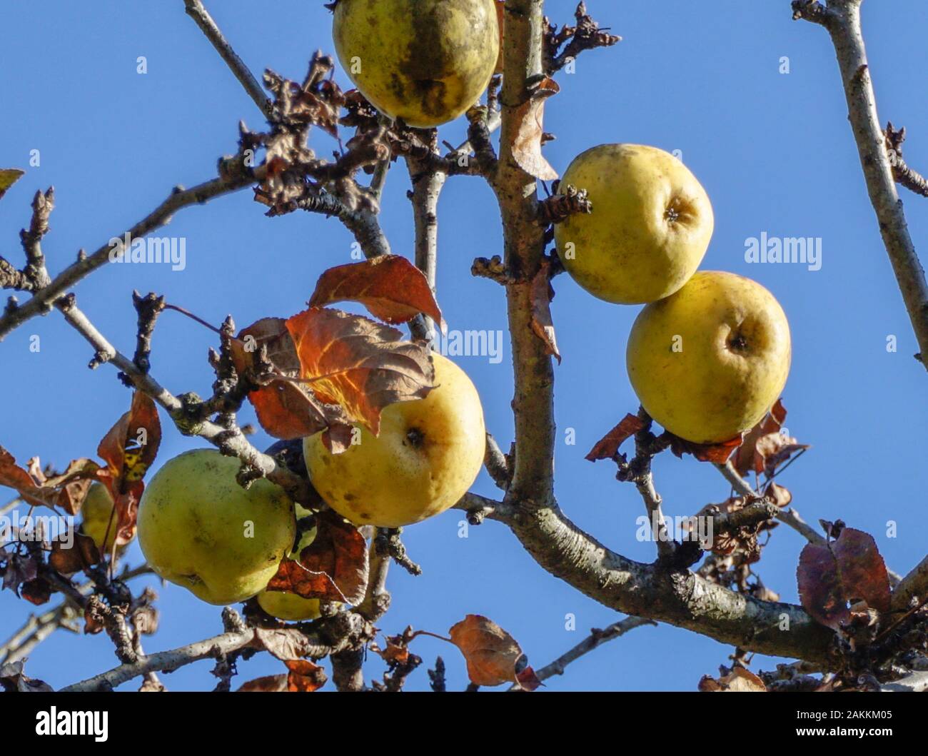 Apples Tree Isolated High Resolution Stock Photography and Images - Alamy