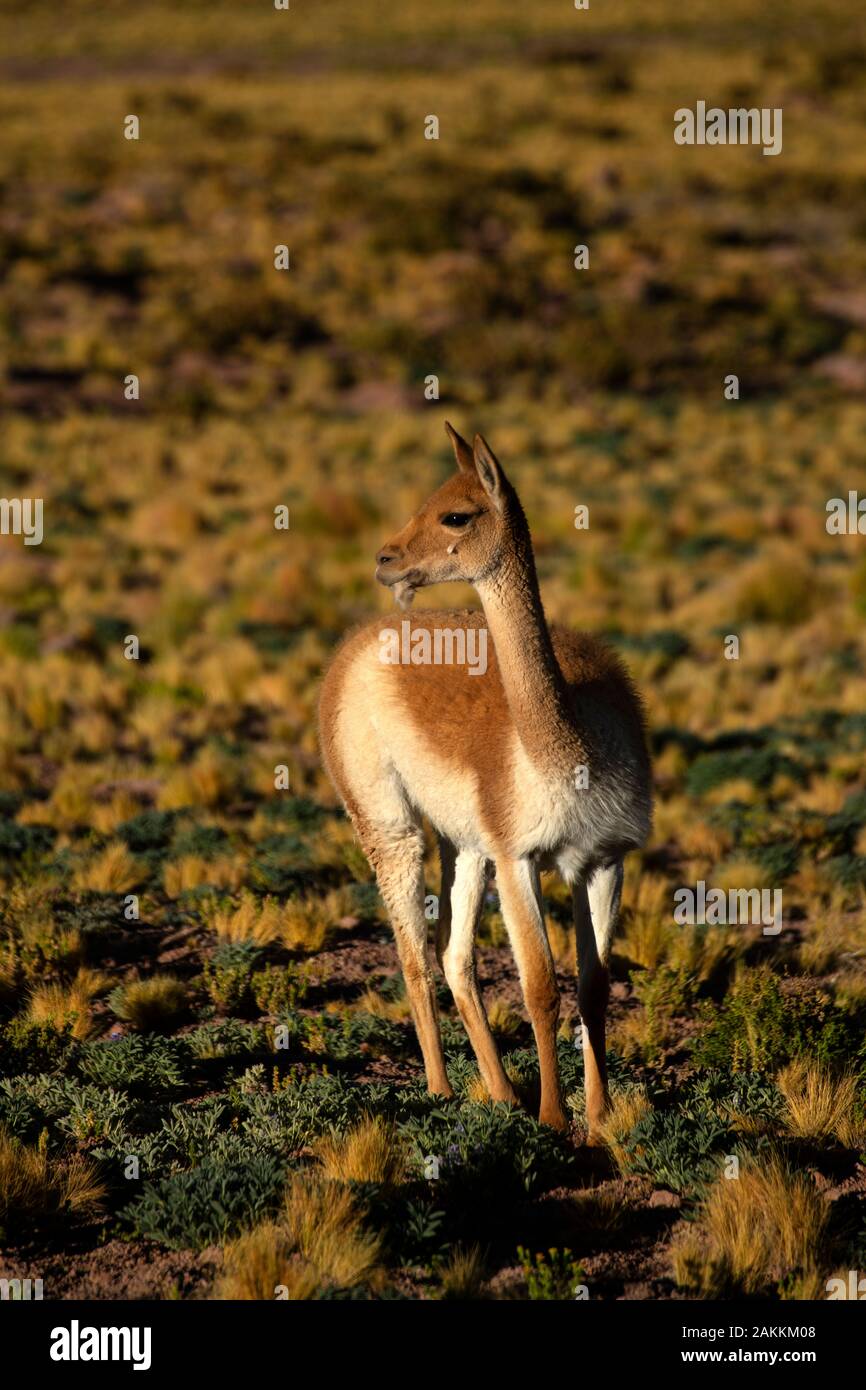 Vicuna atacama desert hi-res stock photography and images - Alamy