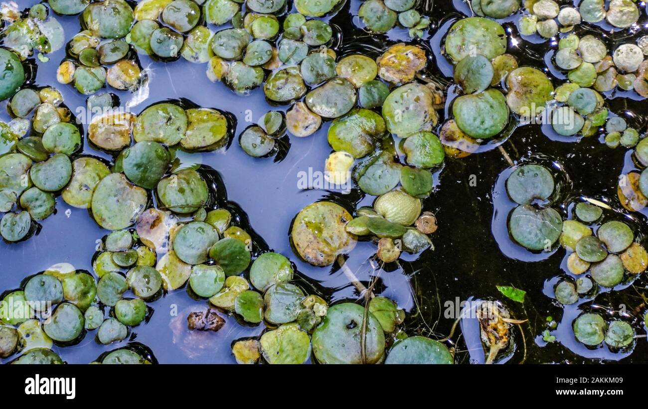 Aquatic plants asia hi-res stock photography and images - Alamy