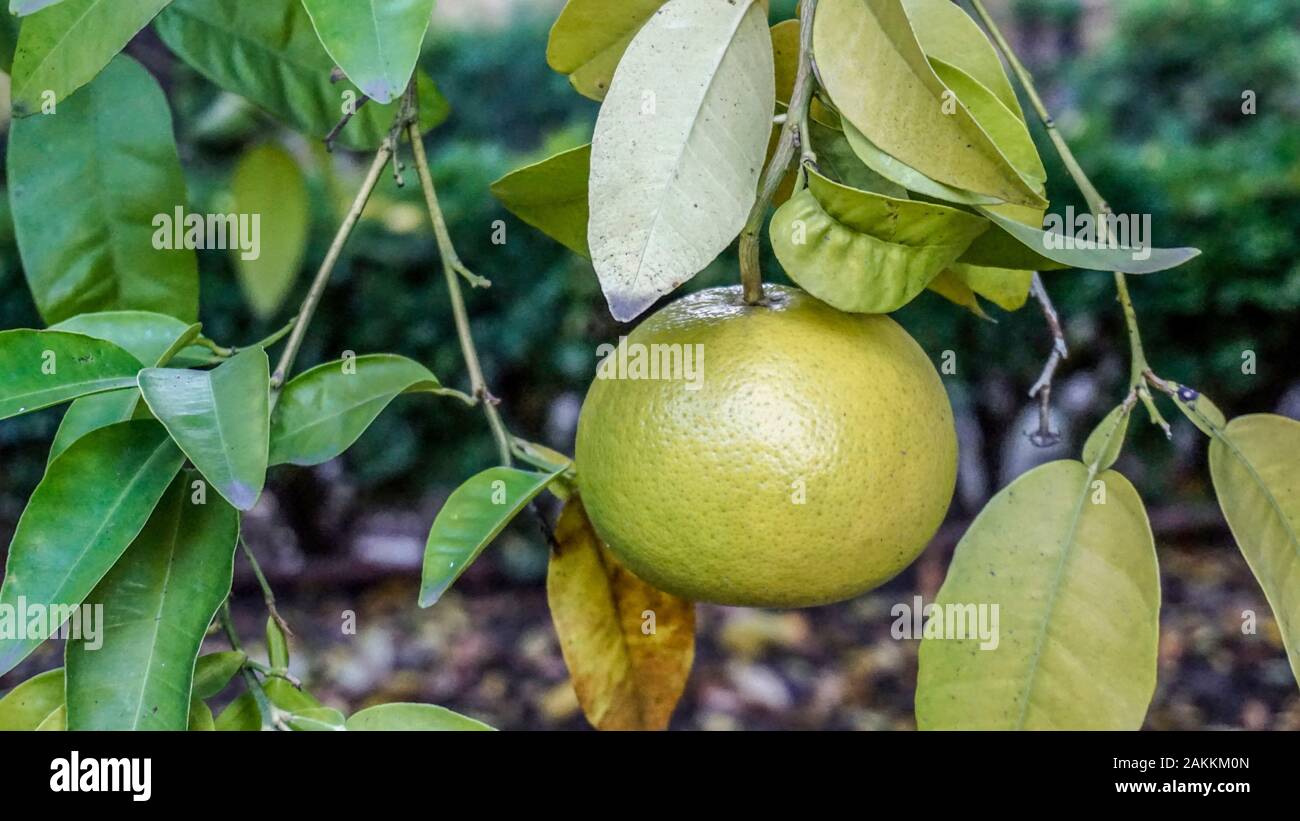 Lemon tree branch with lemons hi-res stock photography and images - Alamy