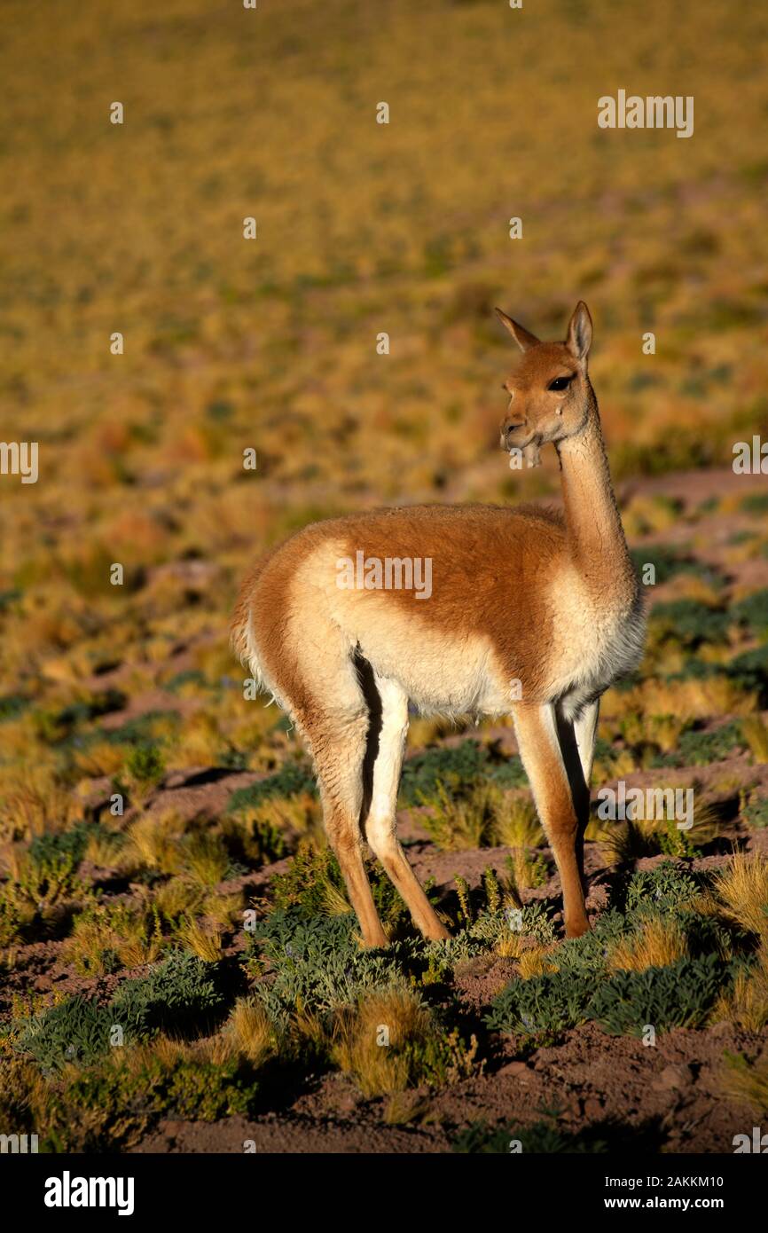 Vicuna Atacama High Resolution Stock Photography and Images - Alamy