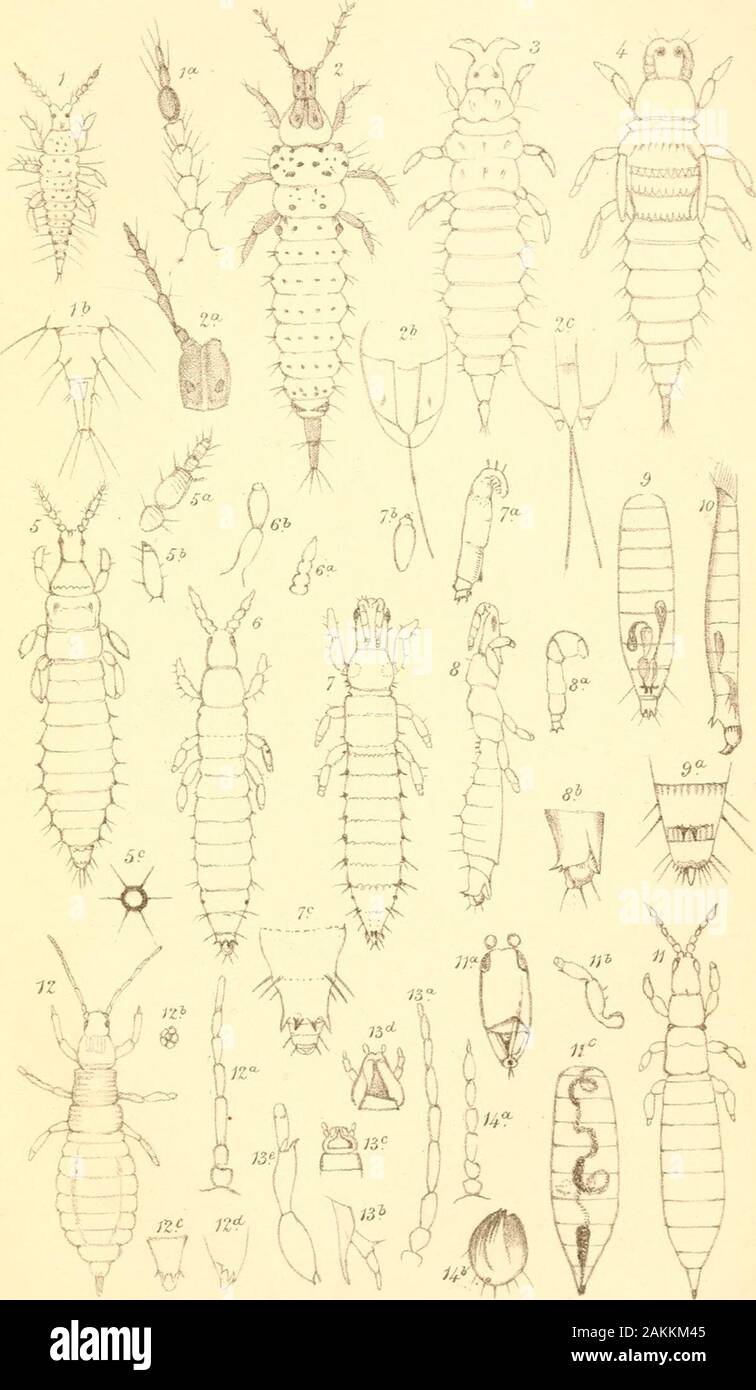 List of the specimens of homopterous insects in the collection of the ...
