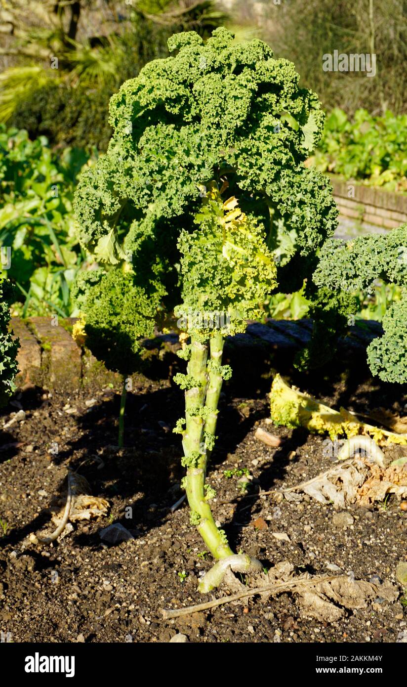 Kale plants in a vegetable garden closeup Stock Photo - Alamy
