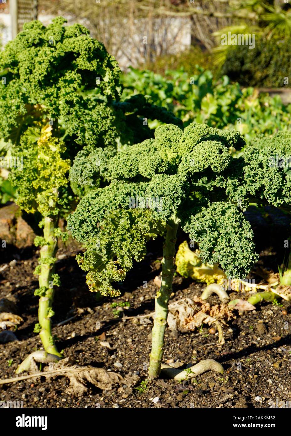 Kale plants hi-res stock photography and images - Alamy