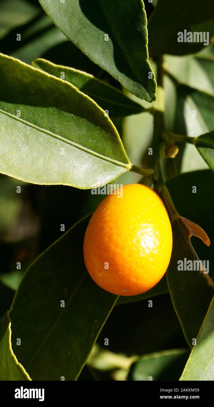 Kumquat fruit closeup Stock Photo - Alamy