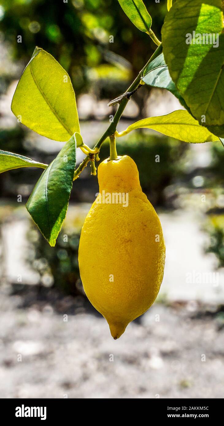 Ripe lemon fruit closeup Stock Photo - Alamy