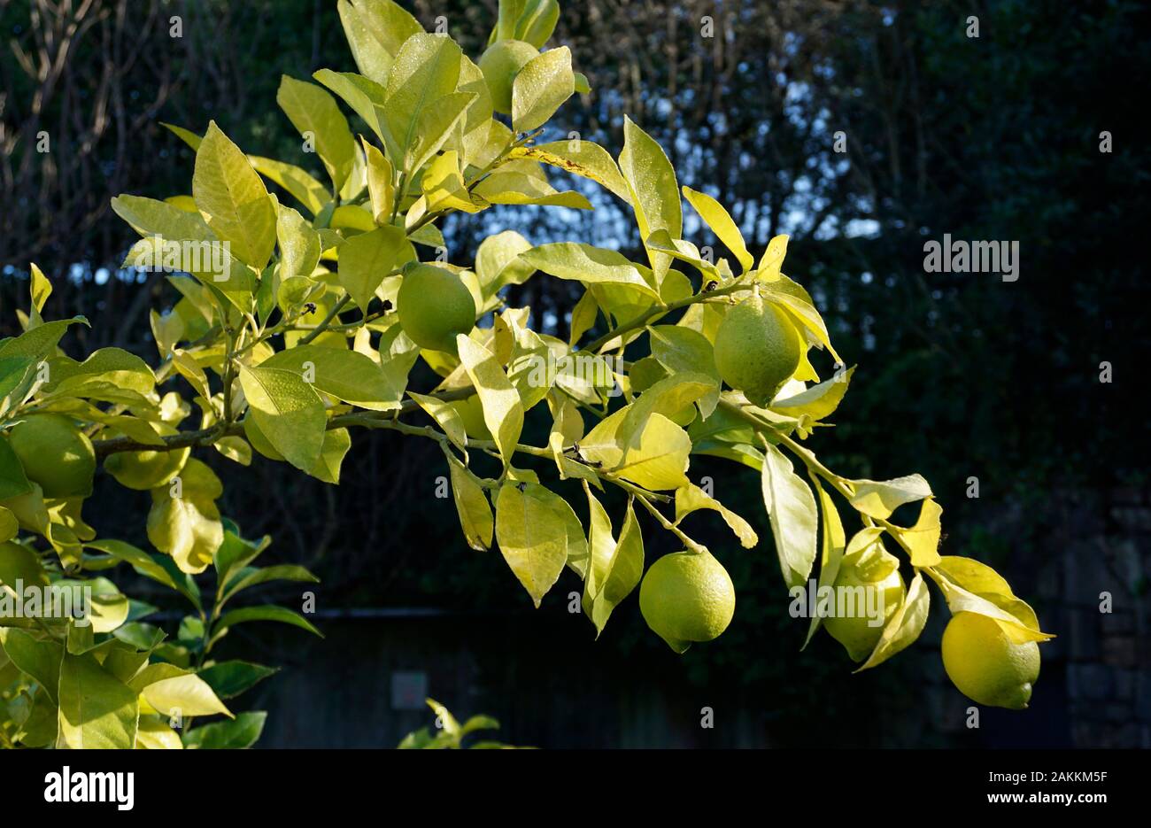 Lemon tree branches with unriped lemons closeup Stock Photo - Alamy