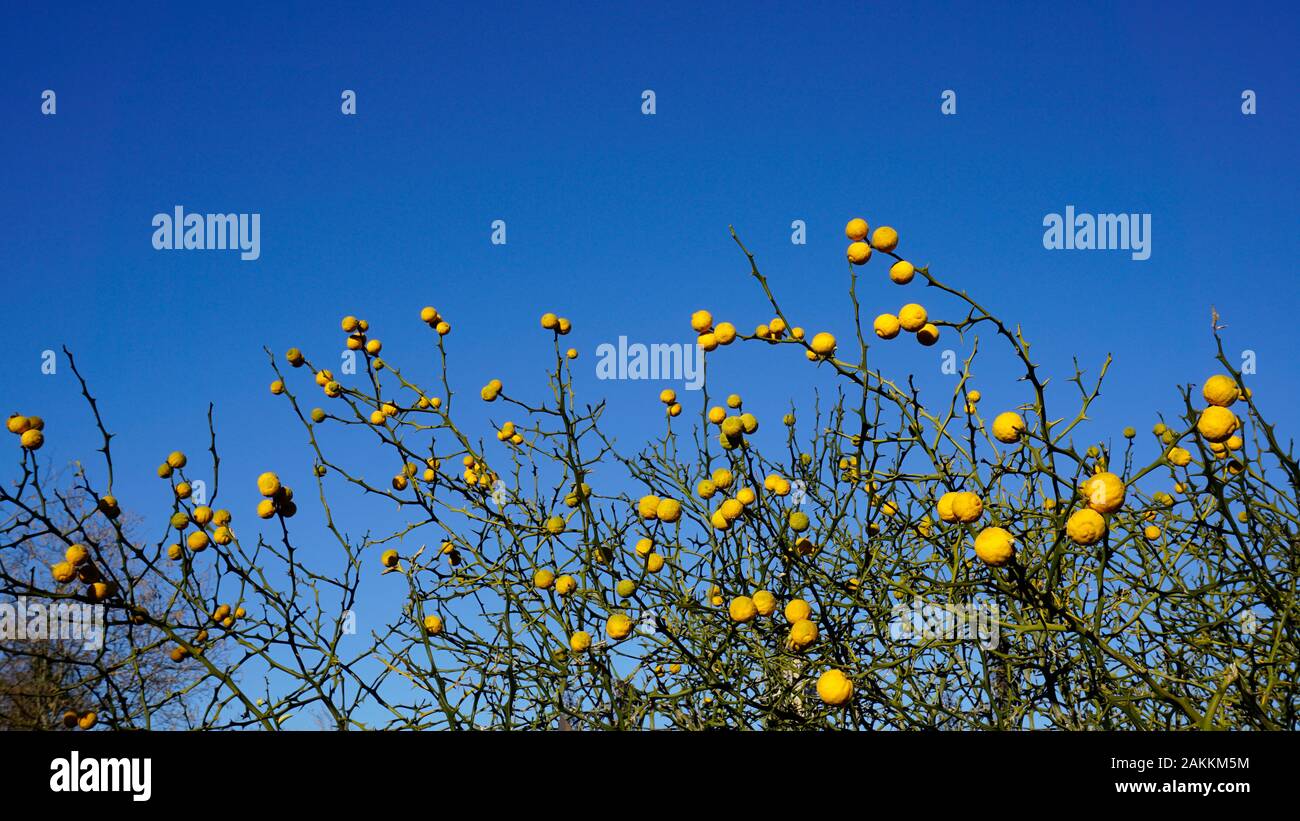 Lemon tree branches in an orchard in winter Stock Photo - Alamy