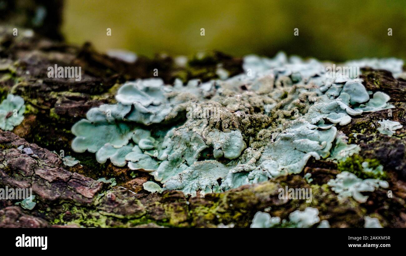 Lichen lichens tree trunk hi-res stock photography and images - Alamy Lichen lichens tree trunk hi-res stock photography and images - Alamy