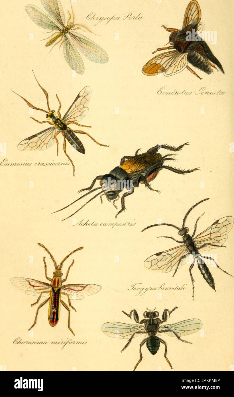 Division de classification hi-res stock photography and images - Alamy