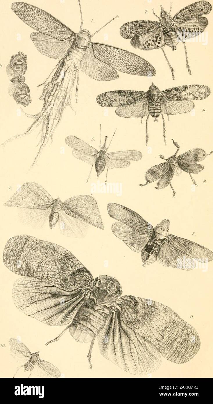 List of the specimens of homopterous insects in the collection of the ...