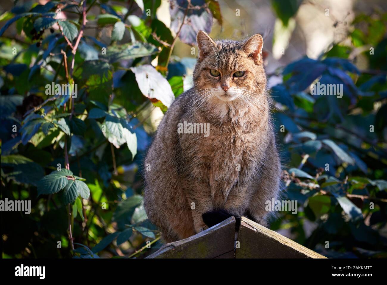 Wildcat Resting in a Natural Park (Felis silvestris Stock Photo - Alamy