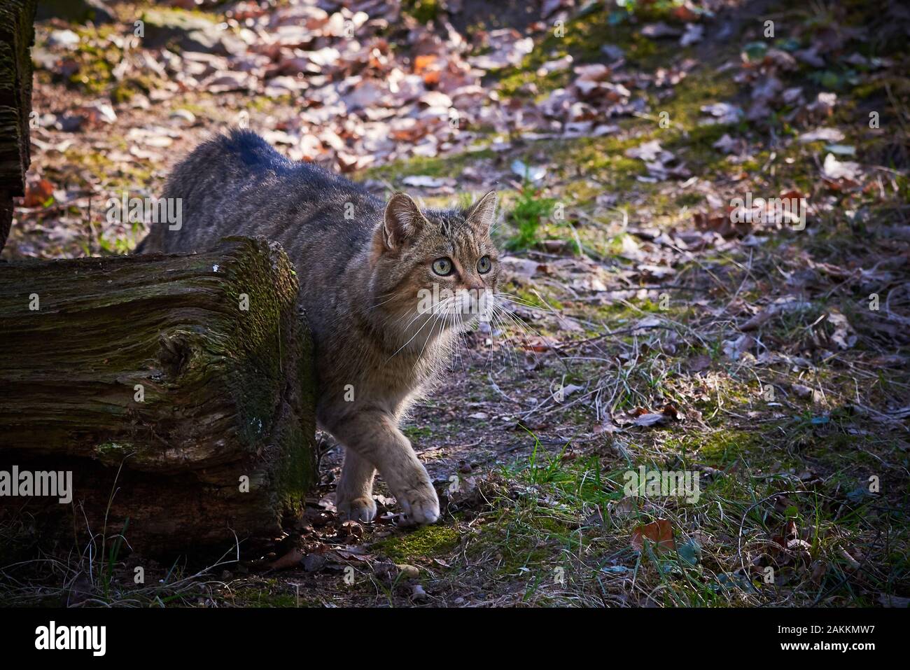 Wildcat Hunting in Forest (Felis silvestris Stock Photo - Alamy