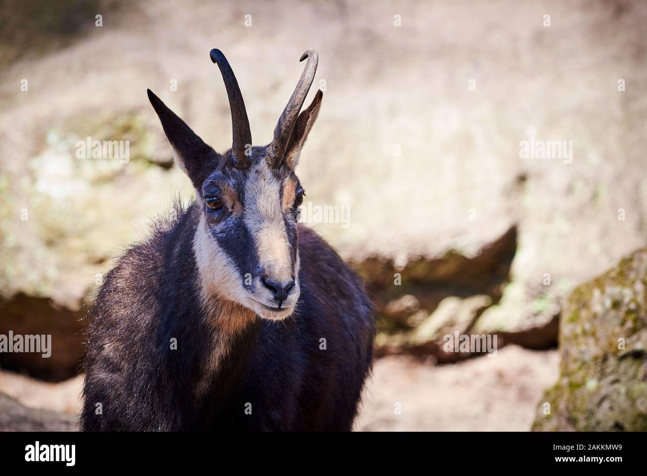 Chamois Goat on Rocks (Rupicapra rupicapra Stock Photo - Alamy