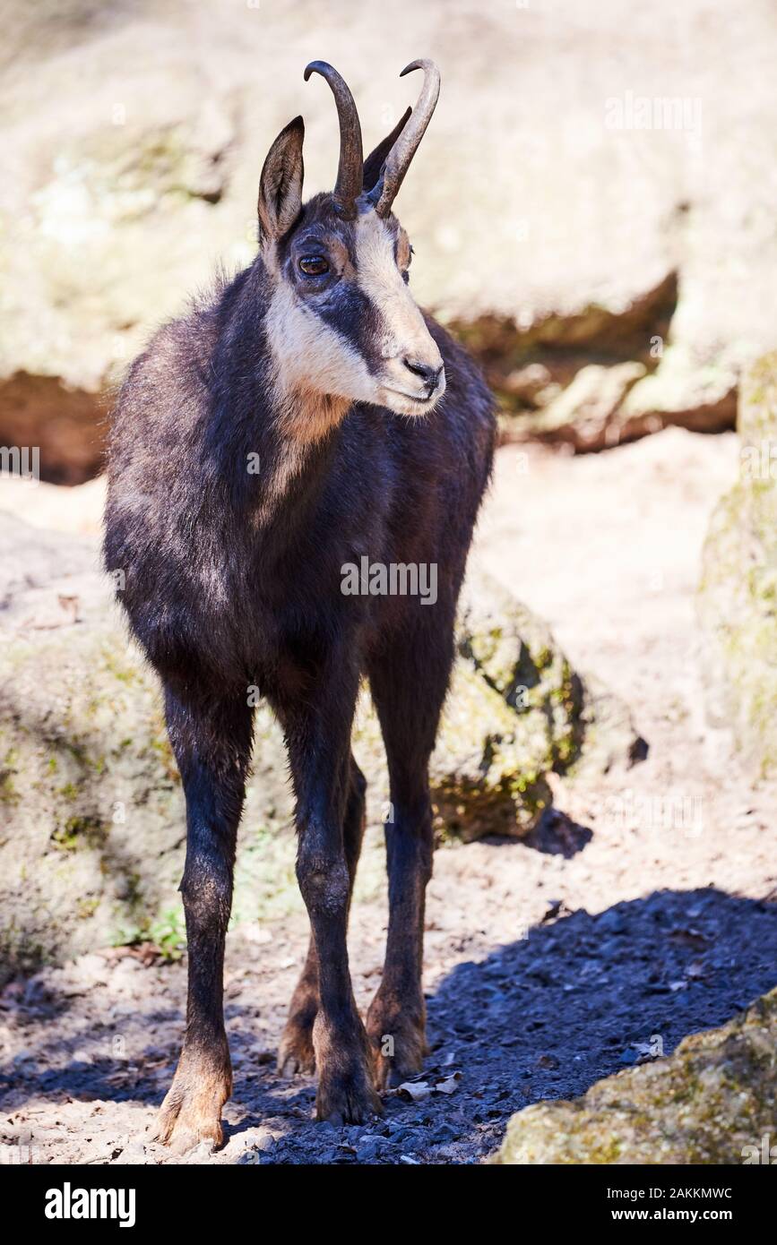 Chamois Goat on Rocks (Rupicapra rupicapra Stock Photo - Alamy