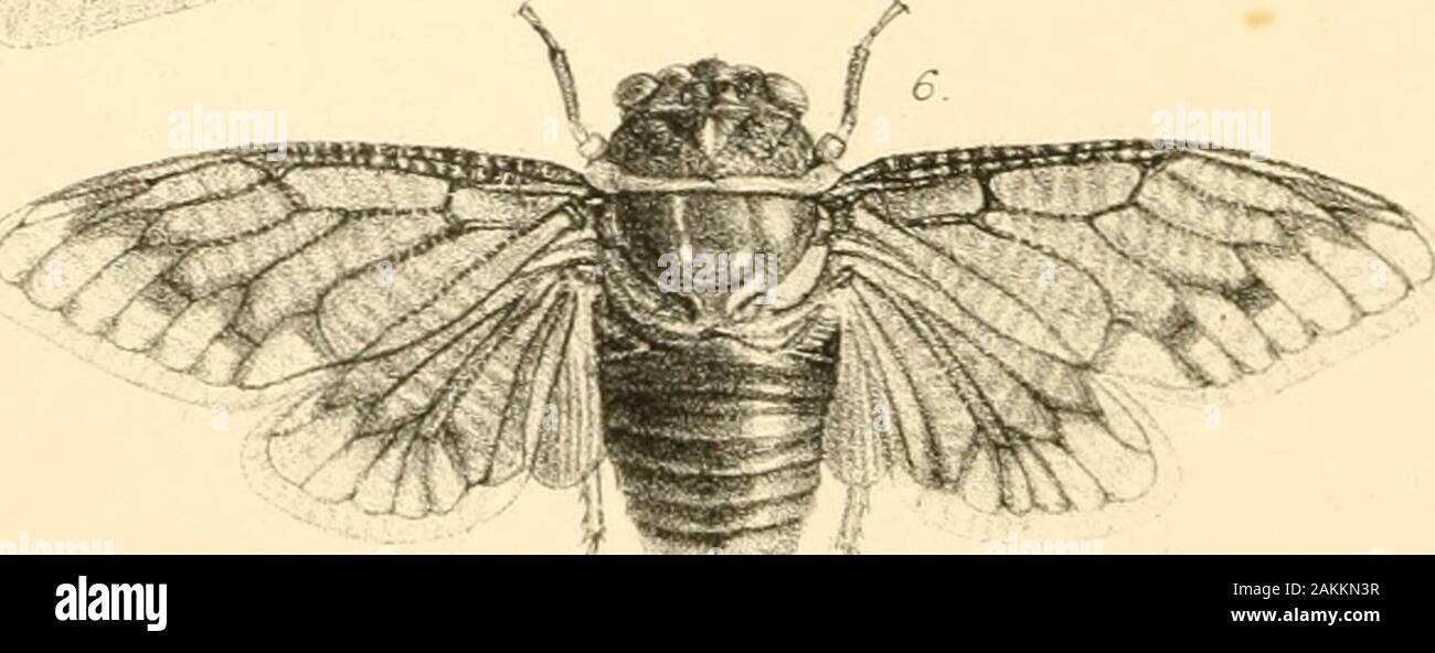 List of the specimens of homopterous insects in the collection of the ...