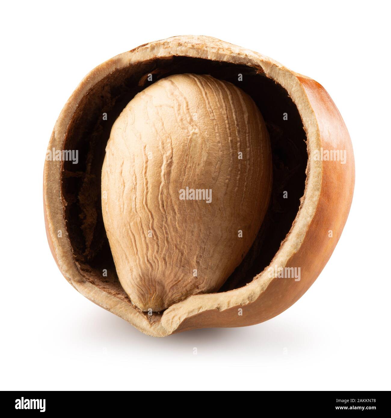 half of hazelnut isolated on a white background Stock Photo - Alamy
