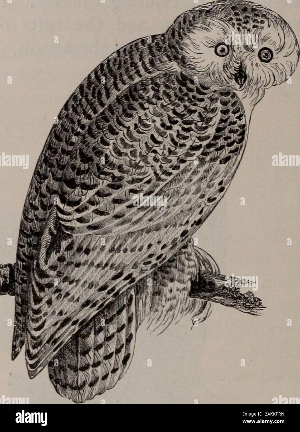 Great Horned Owl Flying Drawing