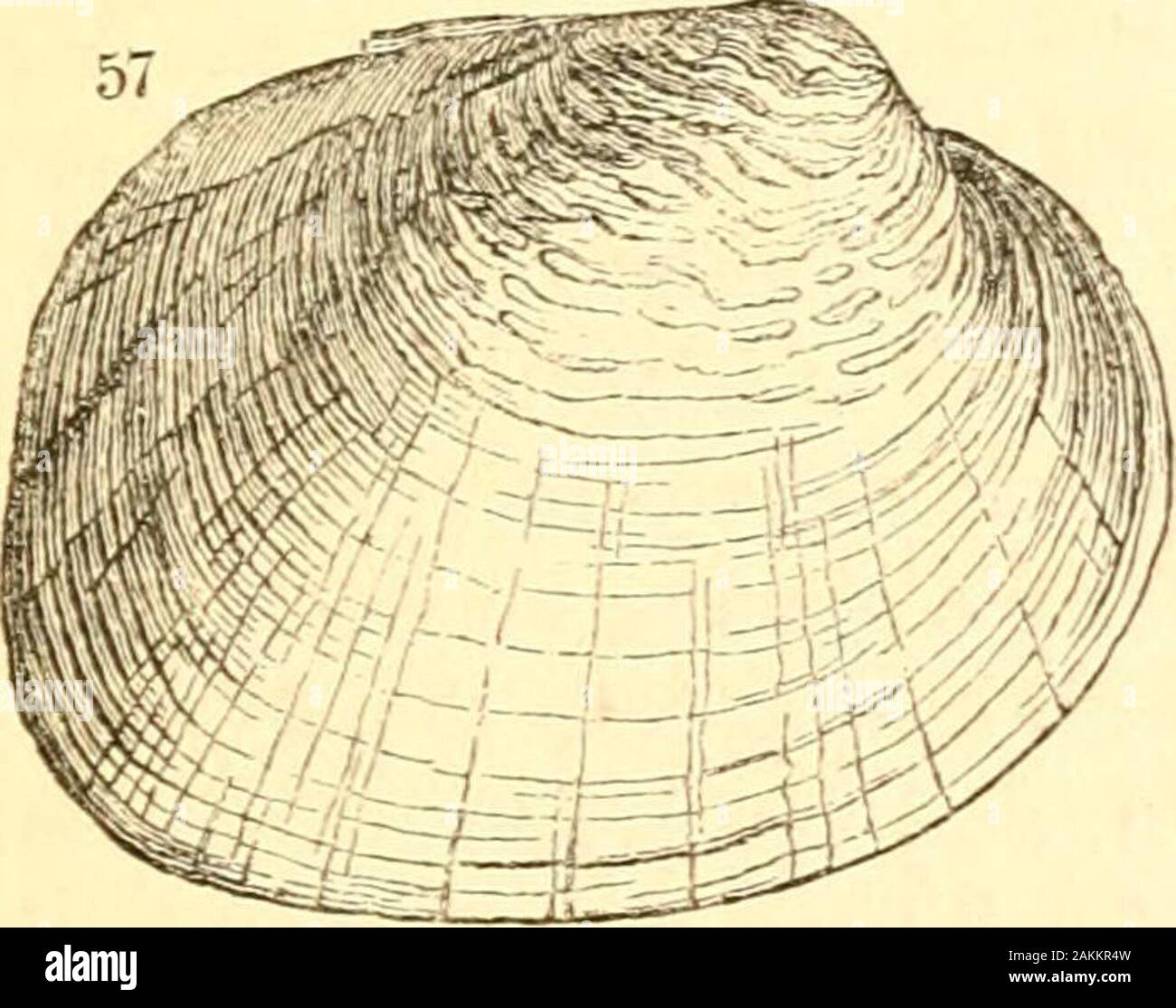 Malacology hi-res stock photography and images - Alamy
