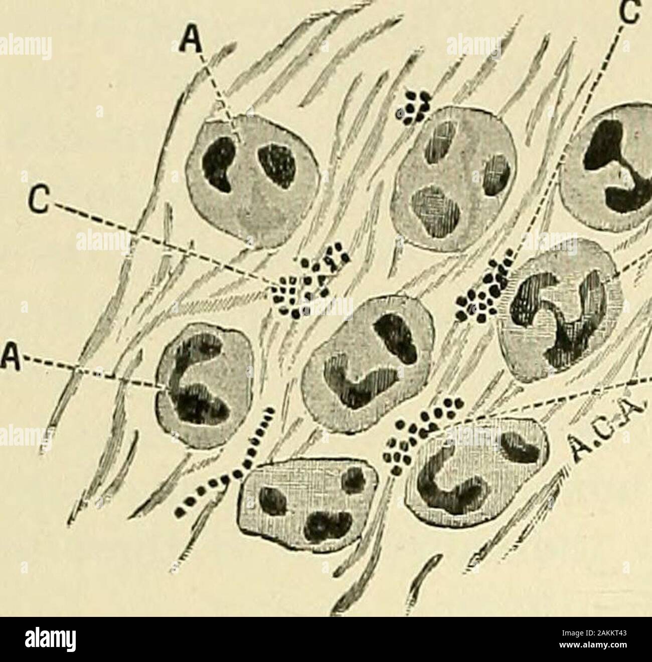 A manual of modern surgery : an exposition of the accepted doctrines ...