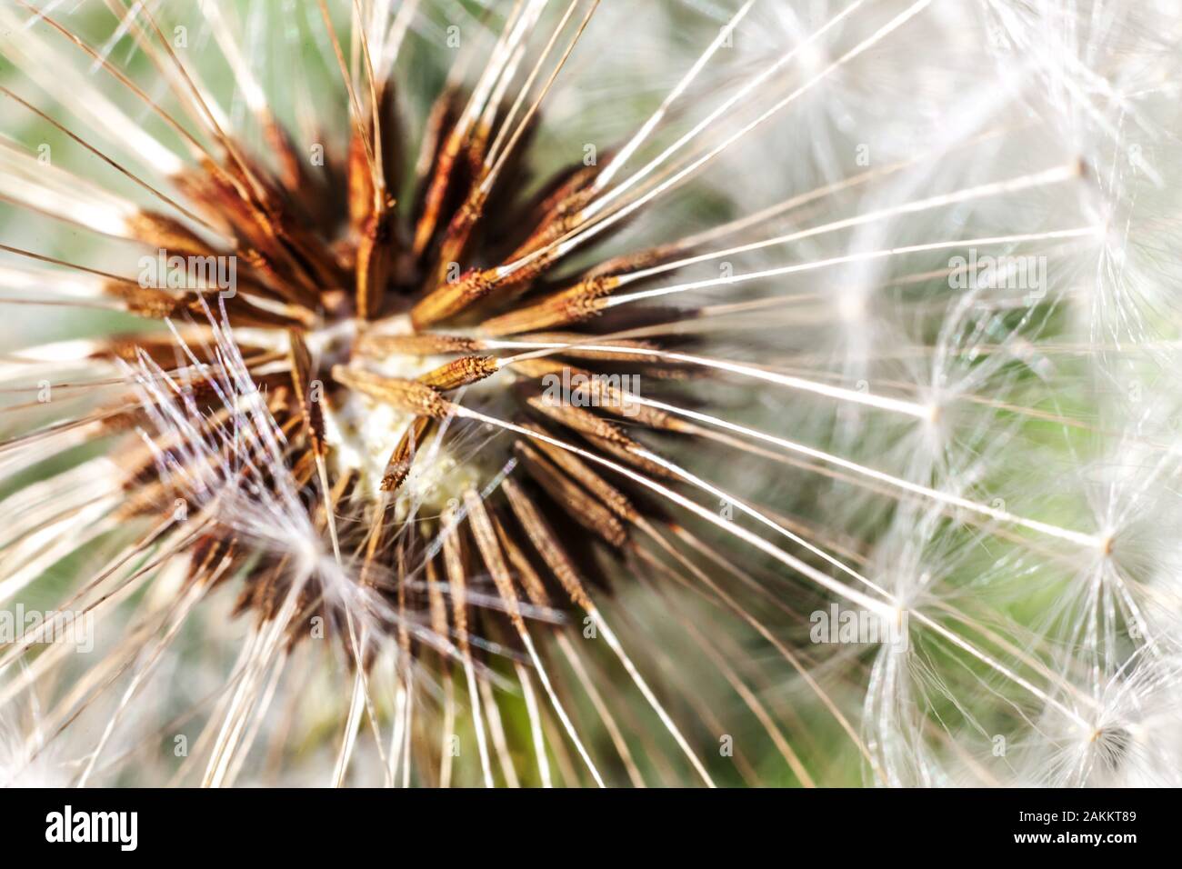 Dandelion seeds blowing in wind in summer field background. Change ...