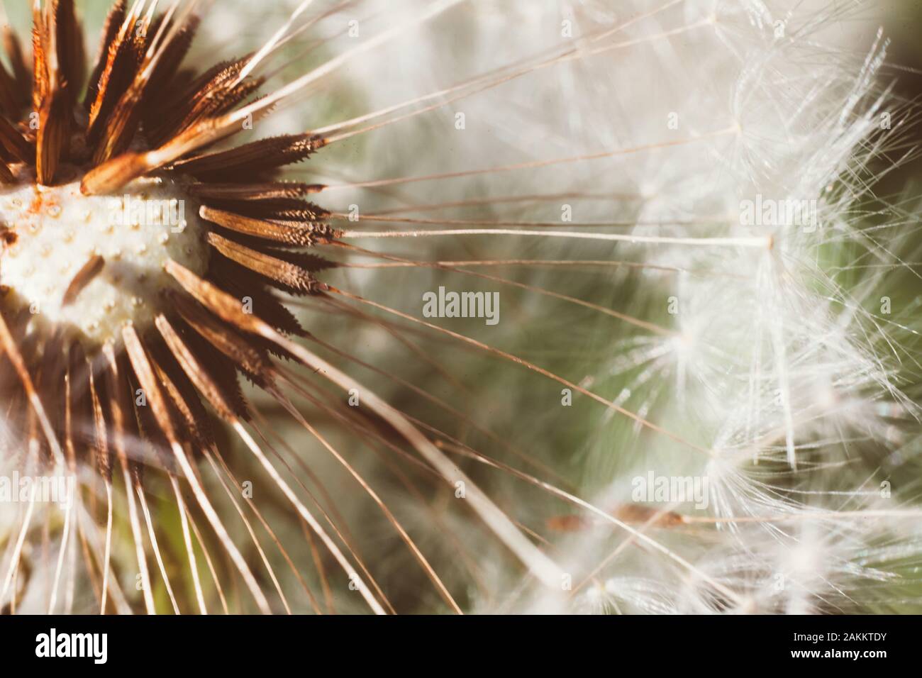 Dandelion seeds blowing in wind in summer field background. Change ...