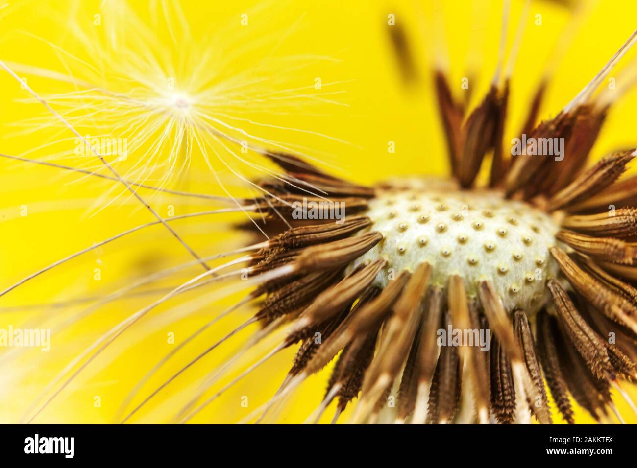 Dandelion seeds blowing in wind summer field on yellow background ...