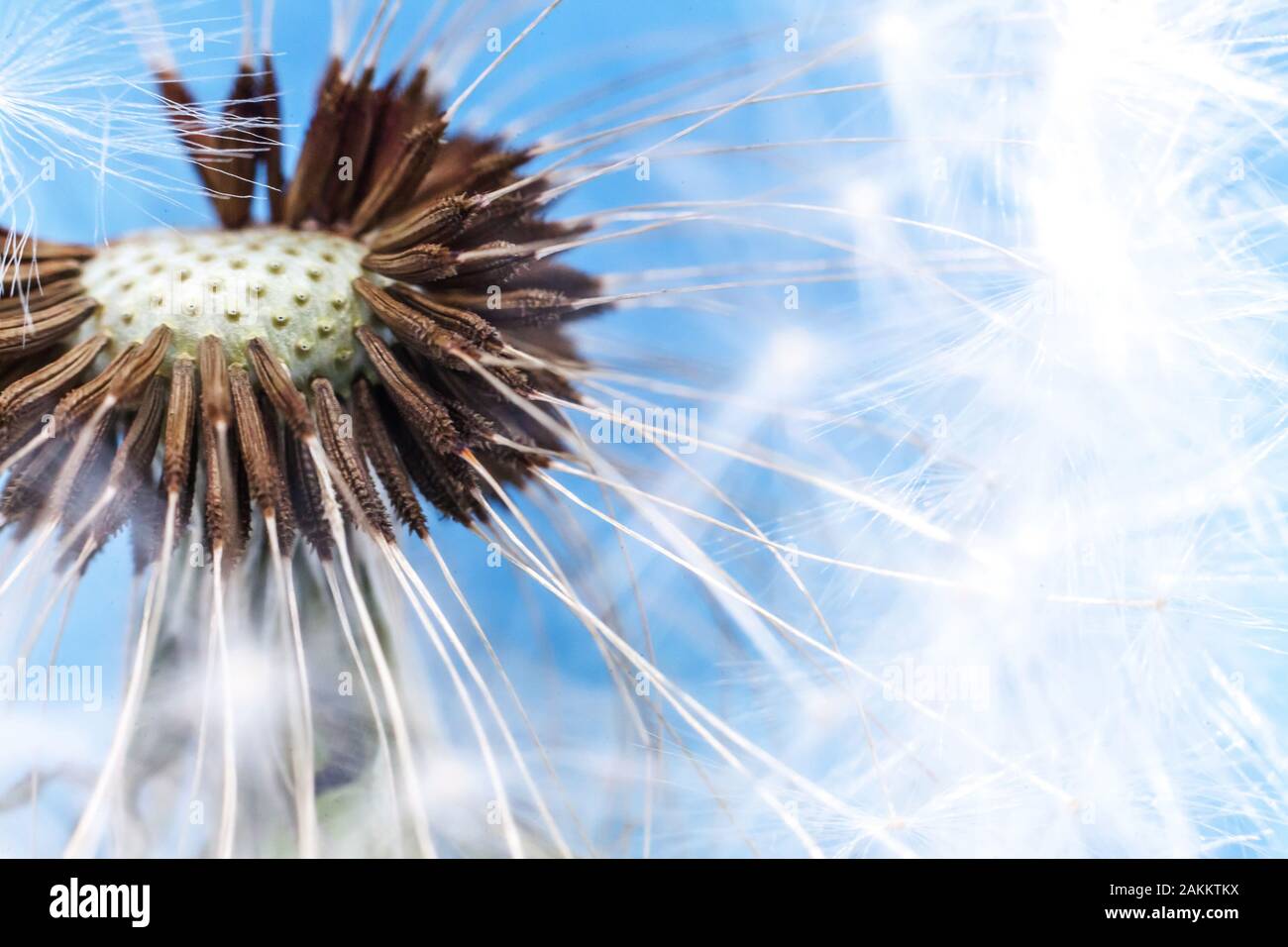 Dandelion seeds blowing in wind summer field on blue background. Change ...