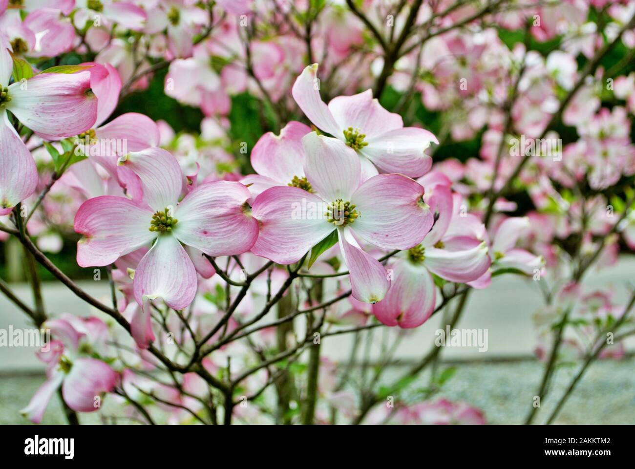 Pink Cornus florida rubra tree also known as pink flowering dogwood ...