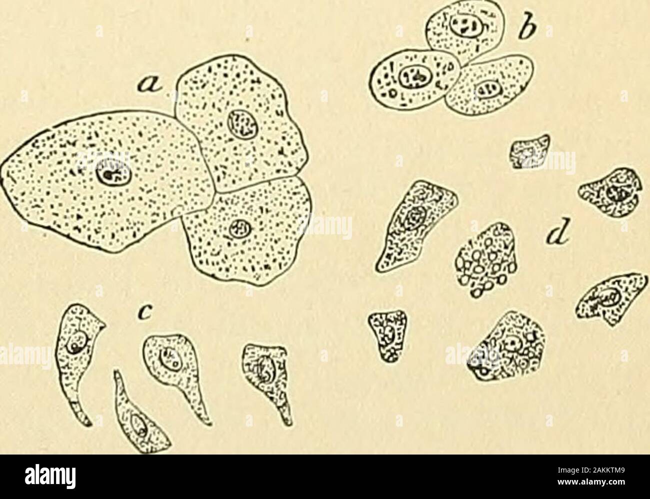 Bladder Cells High Resolution Stock Photography and Images - Alamy